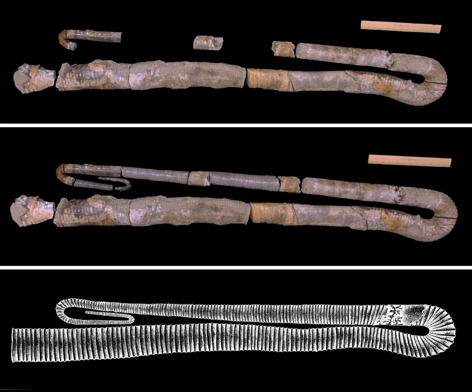 The Antarctic Fossils of PRI — Paleontological Research Institution