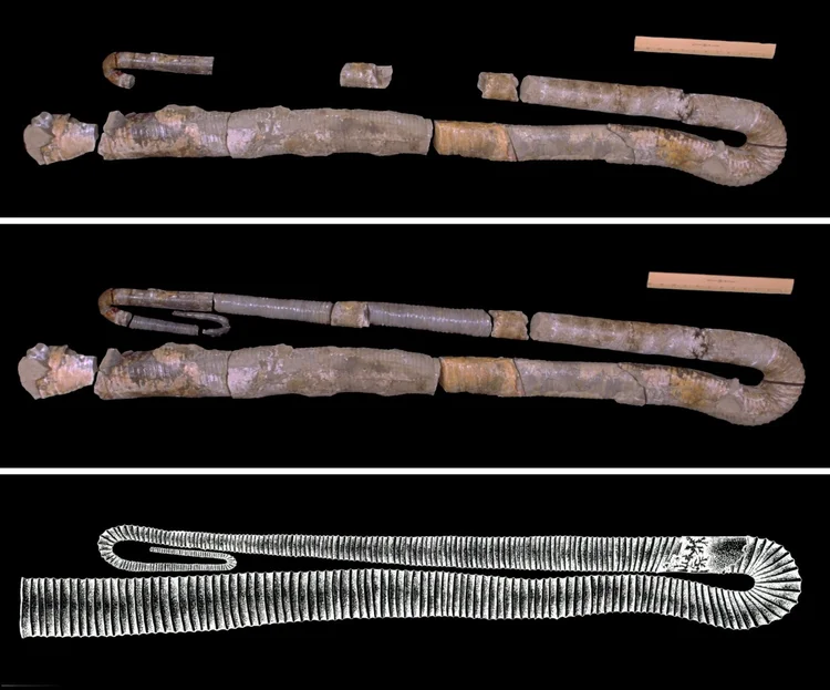 The Antarctic Fossils of PRI — Paleontological Research Institution