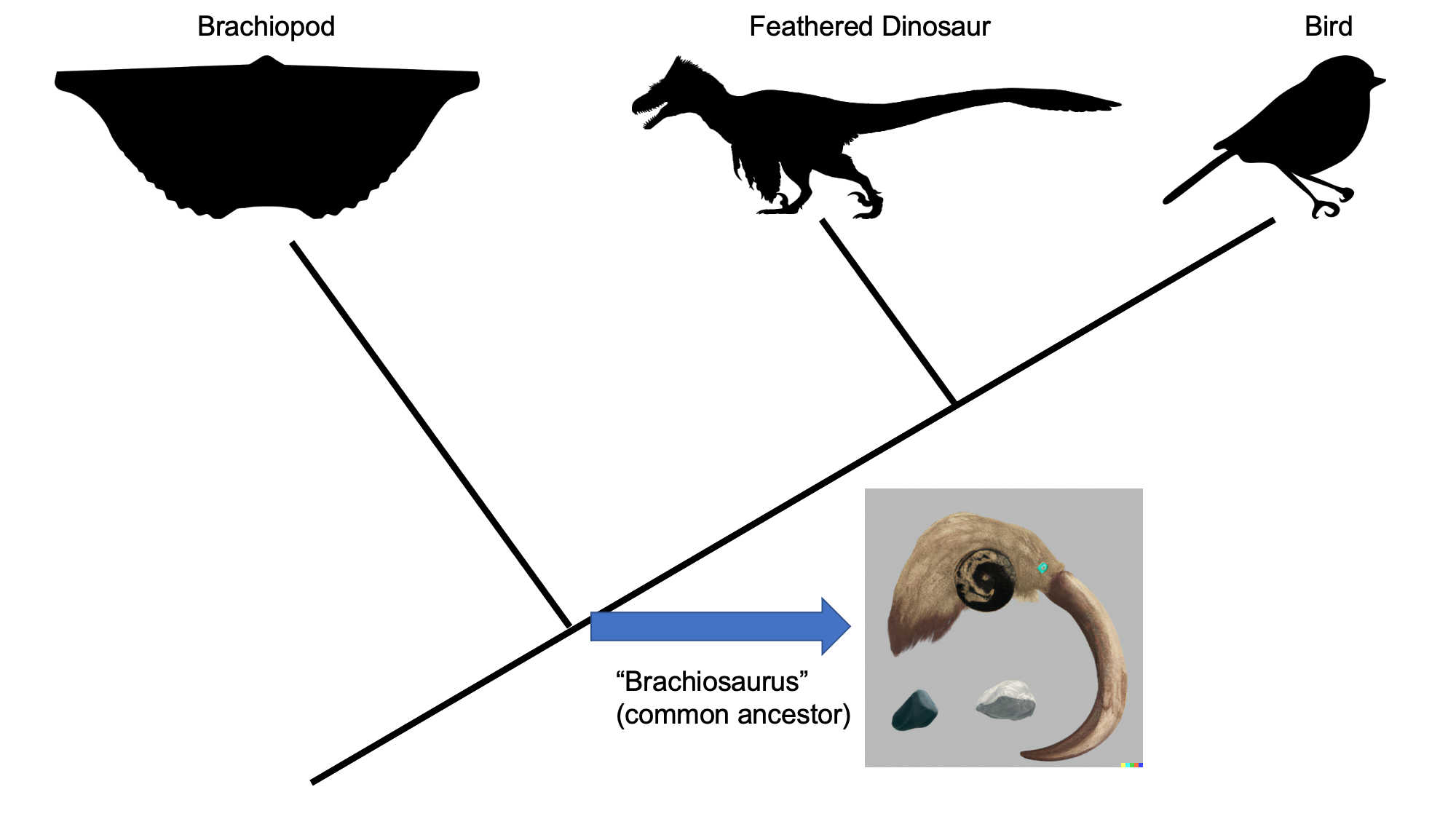 PRI announces discovery of feathered brachiopod fossil ...