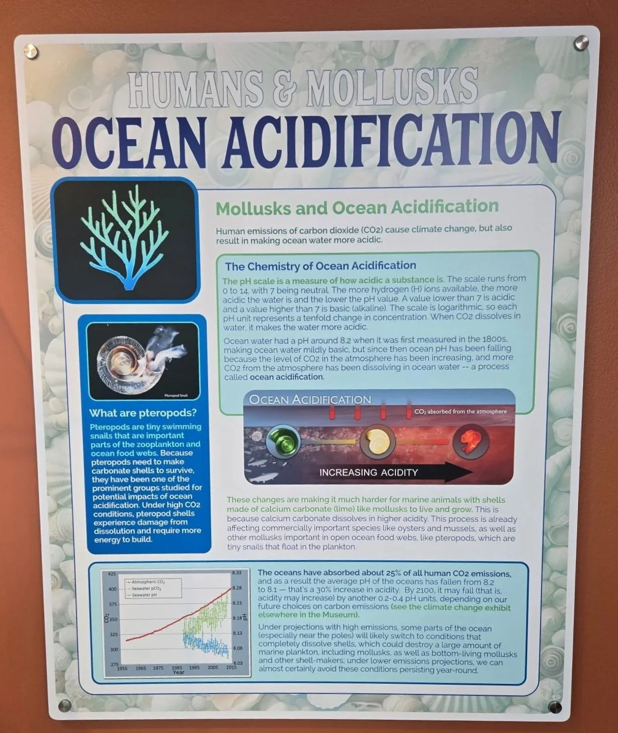 Making Mollusks Marvelous: Designing Museum Exhibits — Paleontological ...