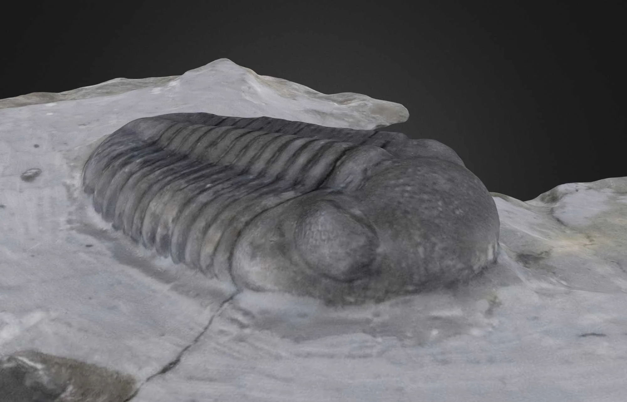 Devonian of New York — Paleontological Research Institution