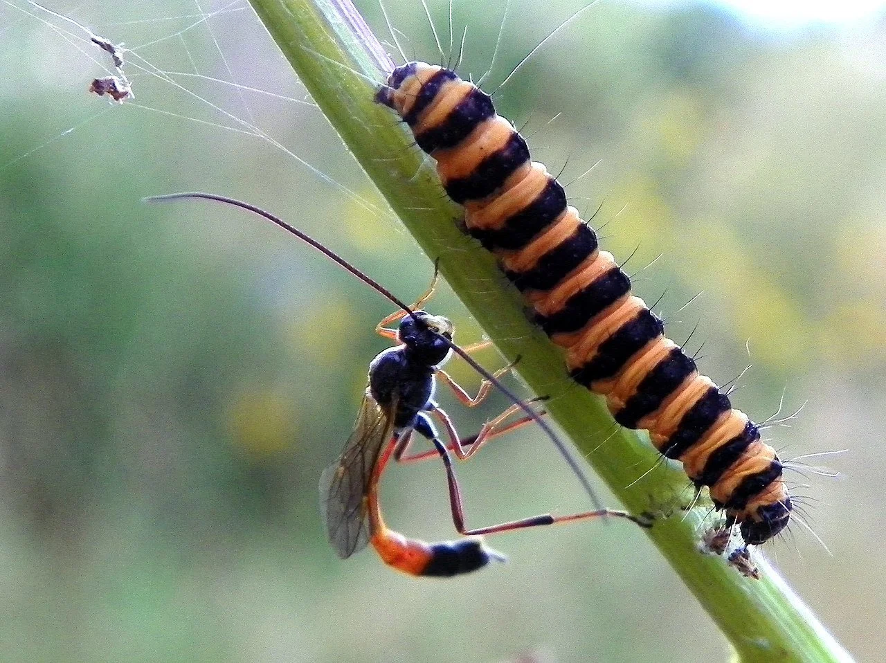 Darwin and Insects — Paleontological Research Institution