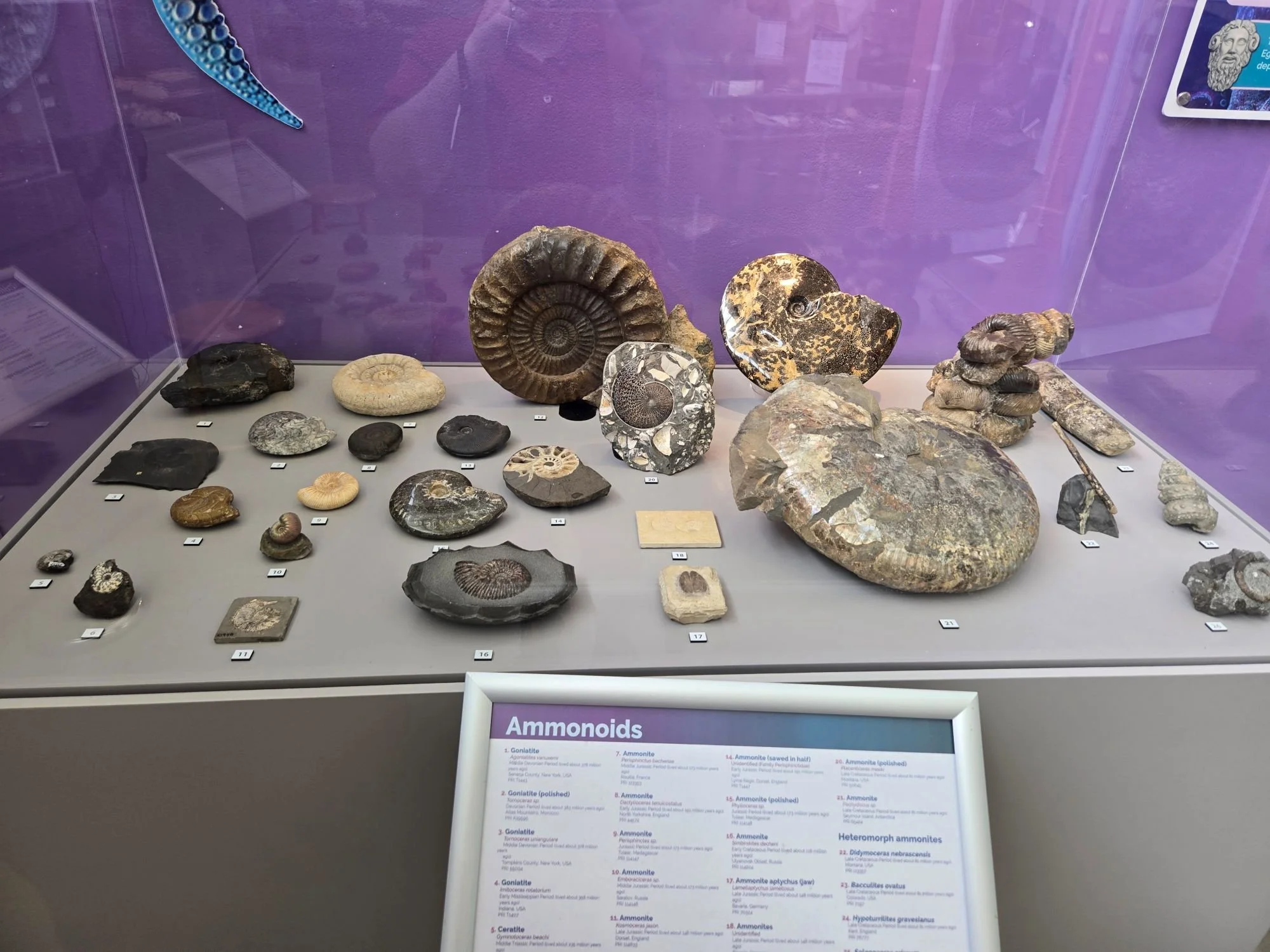 Making Mollusks Marvelous: Designing Museum Exhibits — Paleontological ...