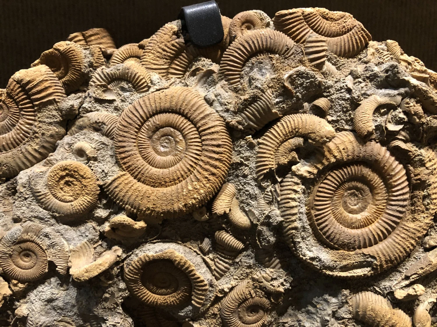 Housewarming Gifts — Paleontological Research Institution