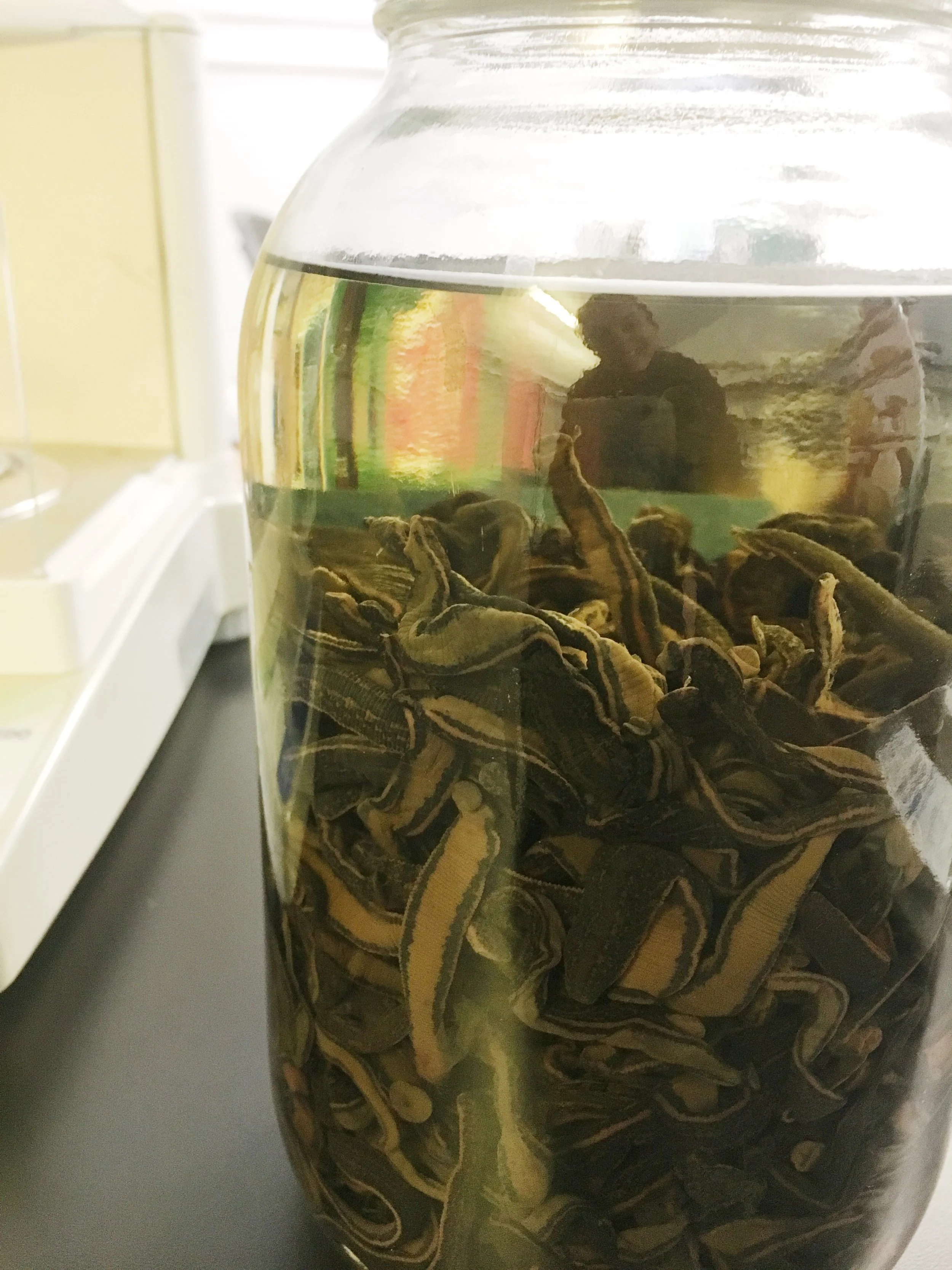 Insects under threat: the role of natural history collections in ...