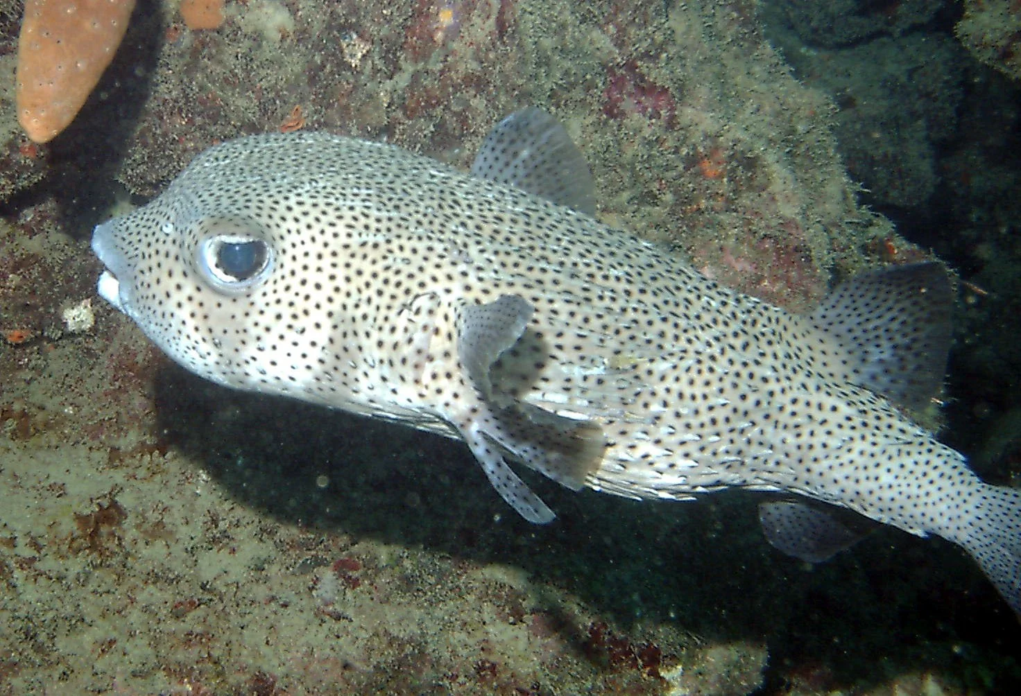 Darwin and Fishes — Paleontological Research Institution