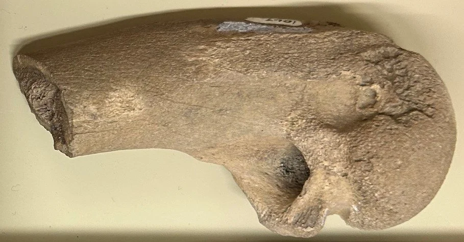 The Antarctic Fossils of PRI — Paleontological Research Institution