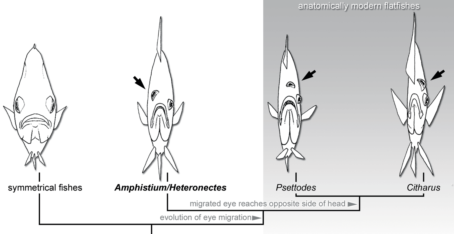 Darwin and Fishes — Paleontological Research Institution