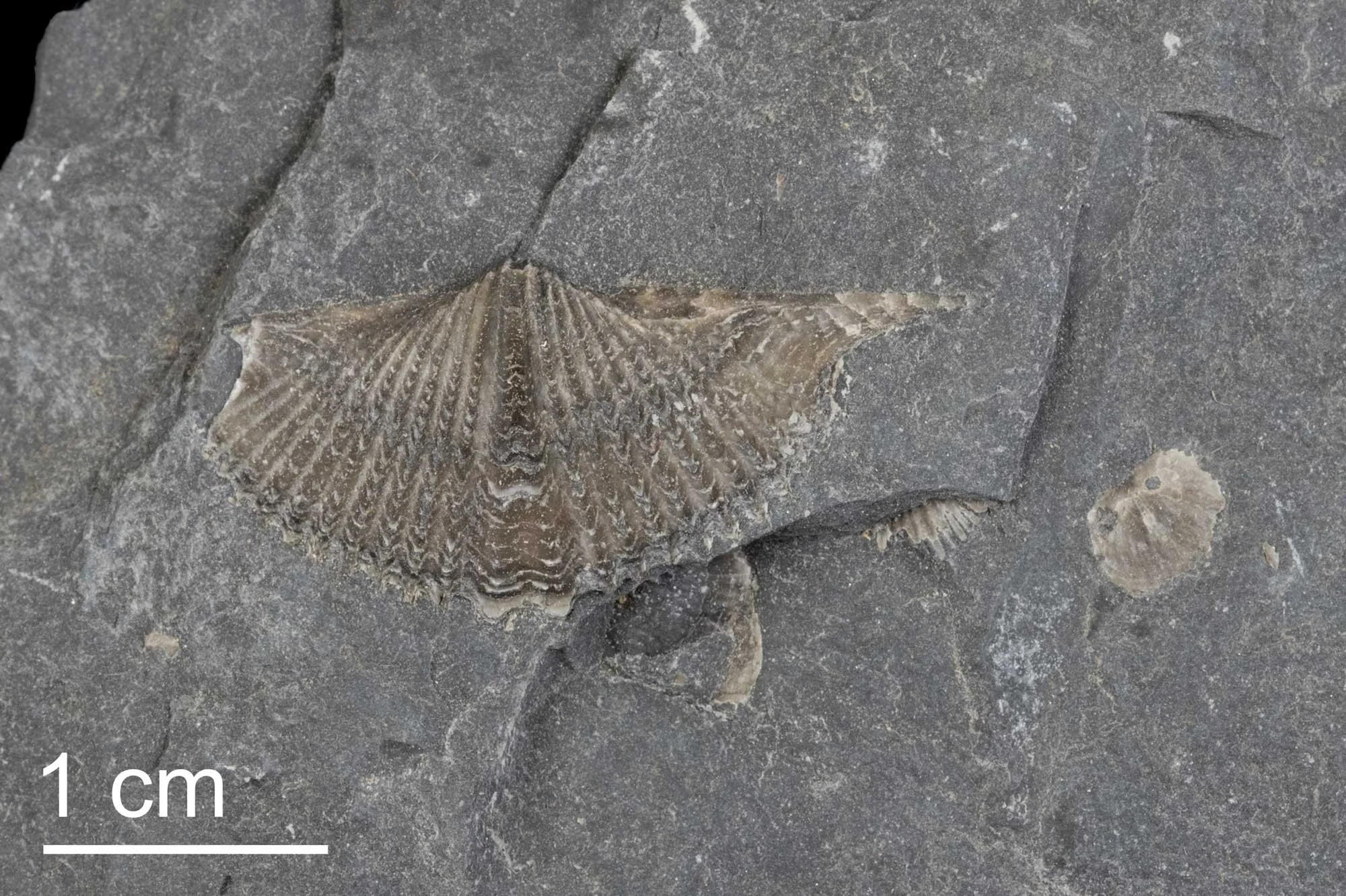 Devonian of New York — Paleontological Research Institution