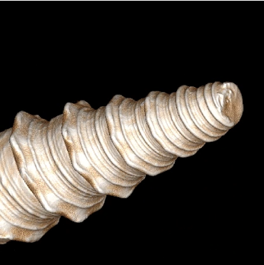 Brendan Anderson — Paleontological Research Institution