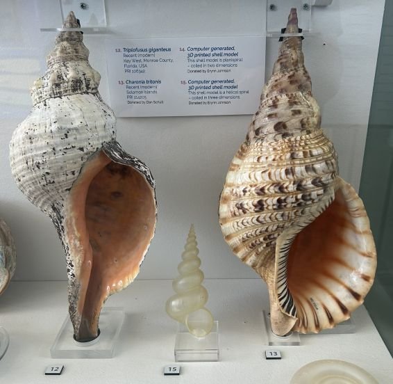 The Many Treasures in Natural History Collections — Paleontological ...