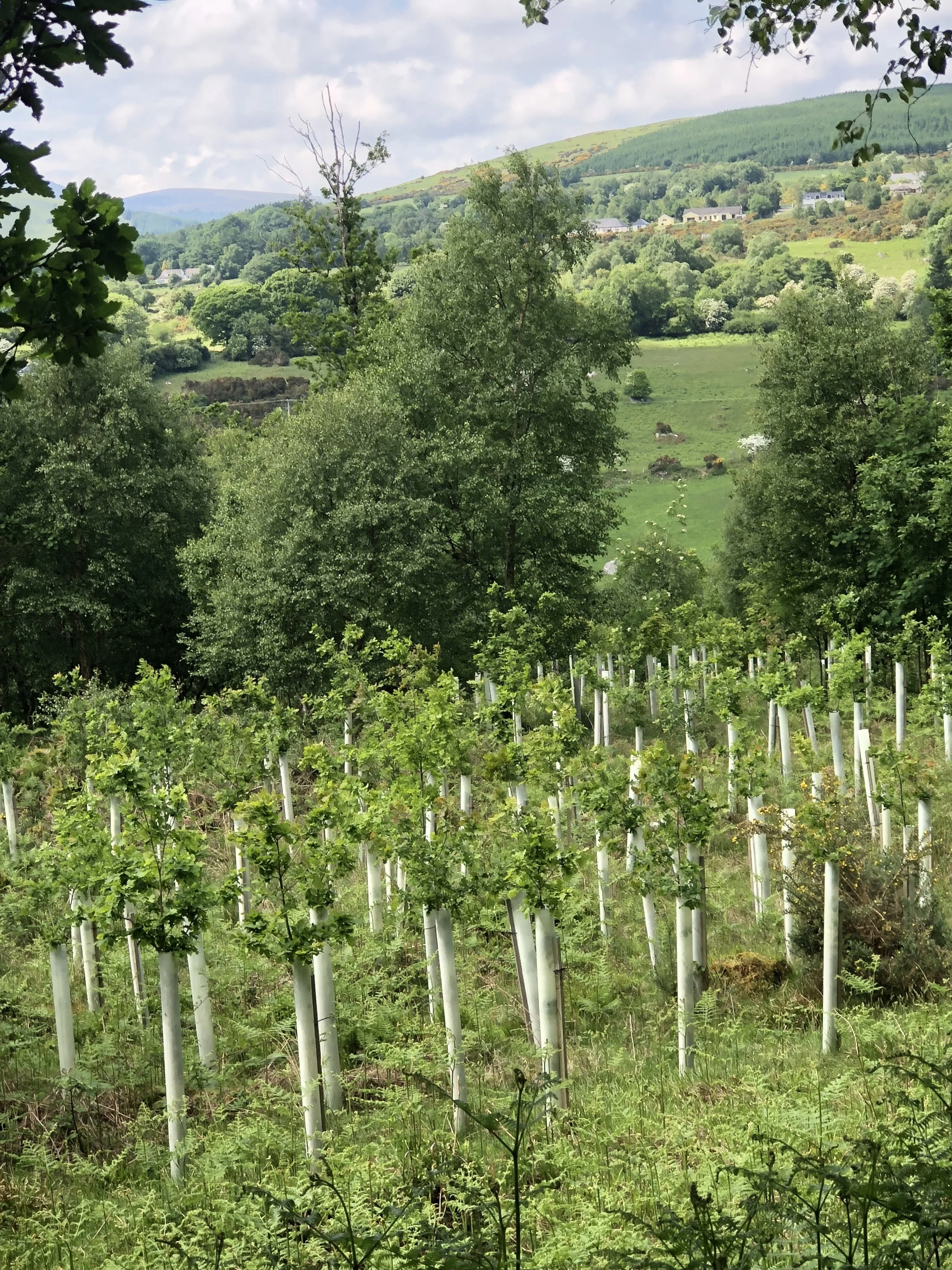 Tree Shelters — Kestrel Forestry Consultants