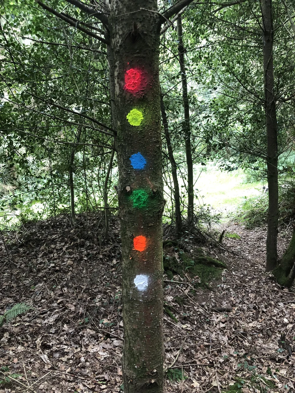 Marking Paint — Kestrel Forestry Consultants