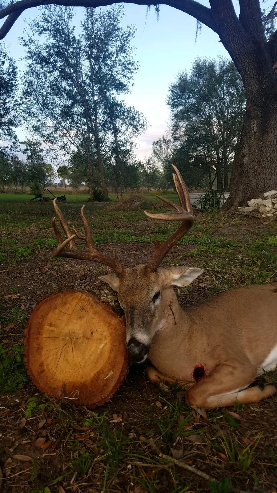 Florida Deer Hunting Outfitters | Seminole White-Tailed Deer Hunts ...