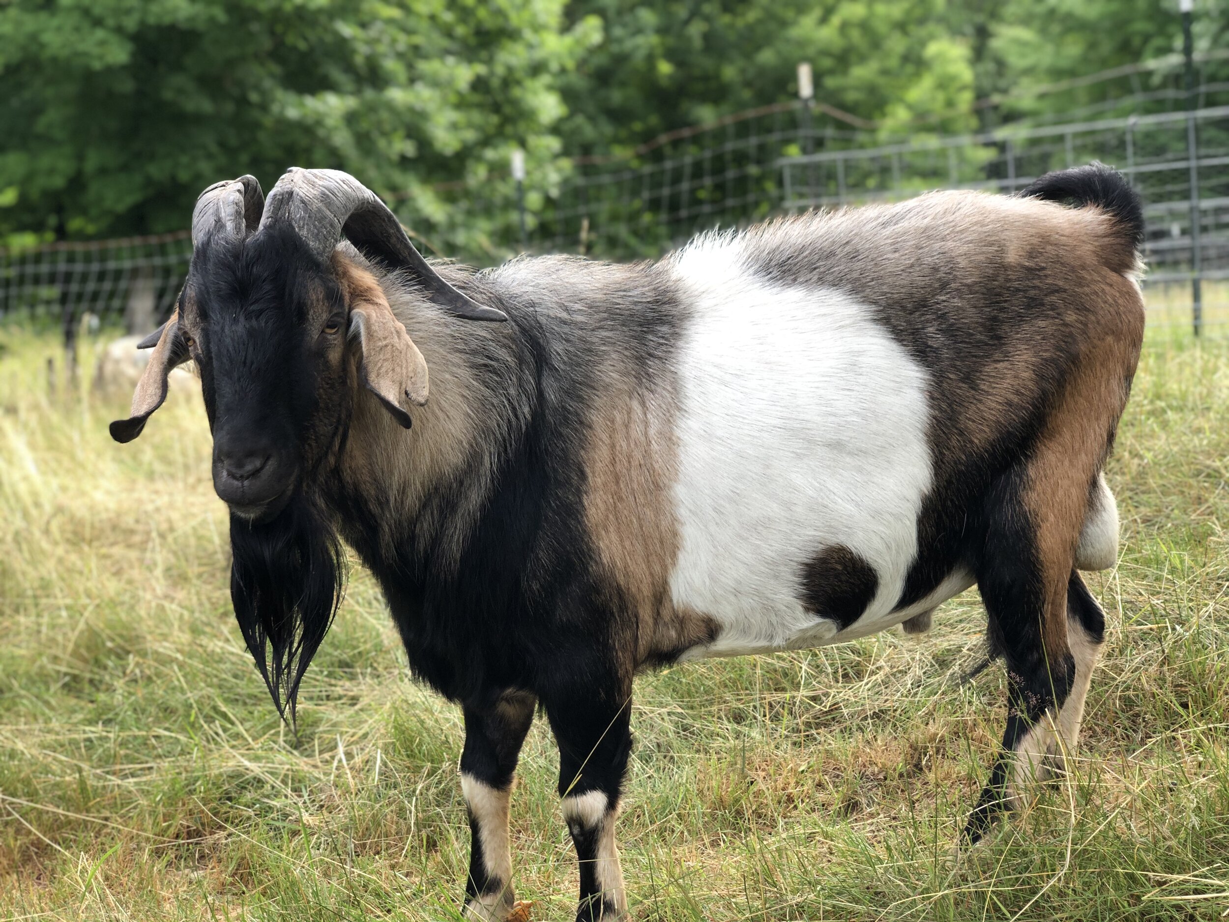 Kiko Goat Herd Sires — Stanton Brook Farm