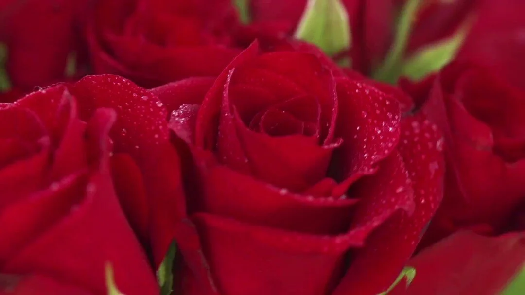 MMT Terms & Conditions — Memorable Moments Travel