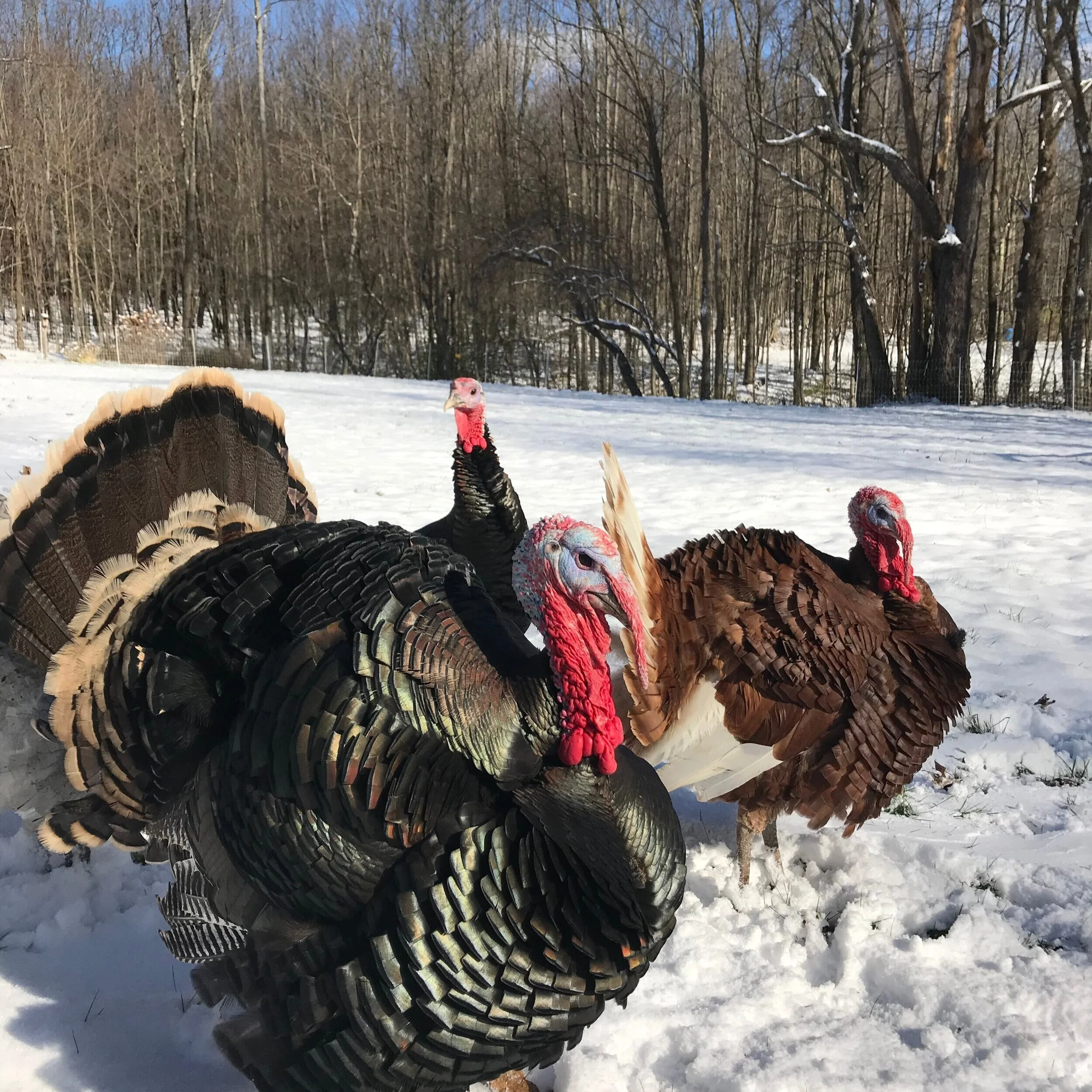 Pasture-Raised Turkey — Ten Hens Farm