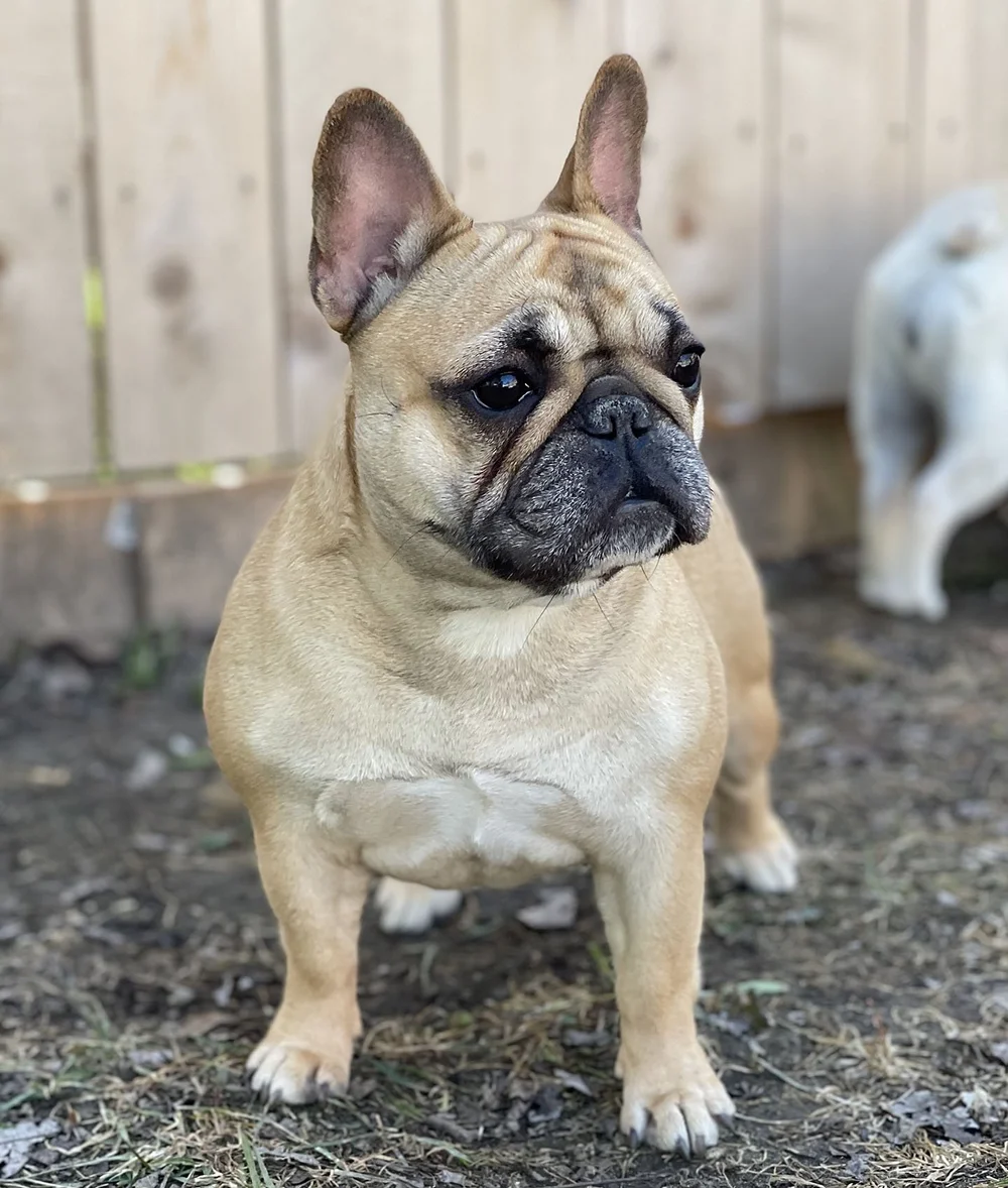 Are French Bulldogs Alpha Dogs