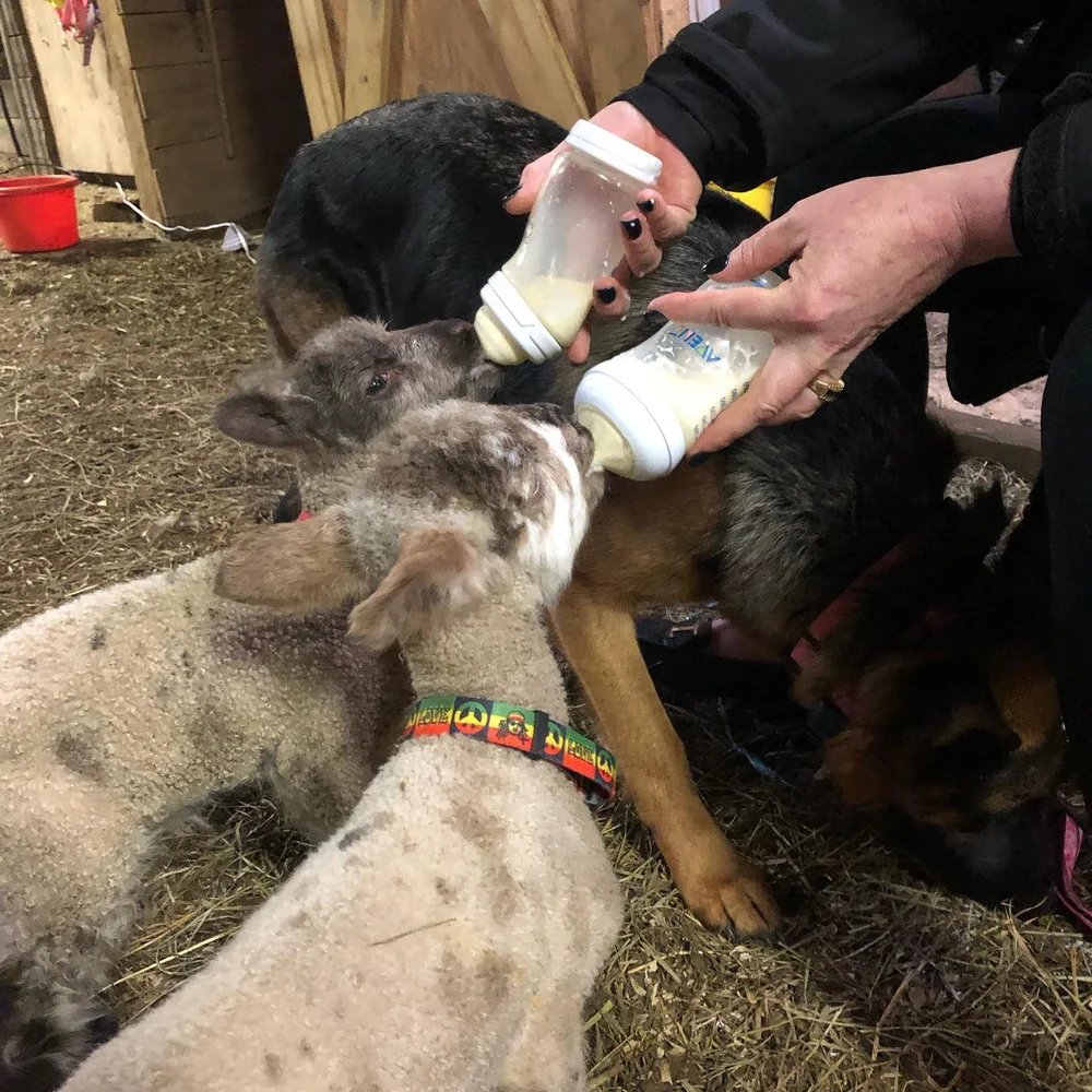 Lambs — Open Door Farm