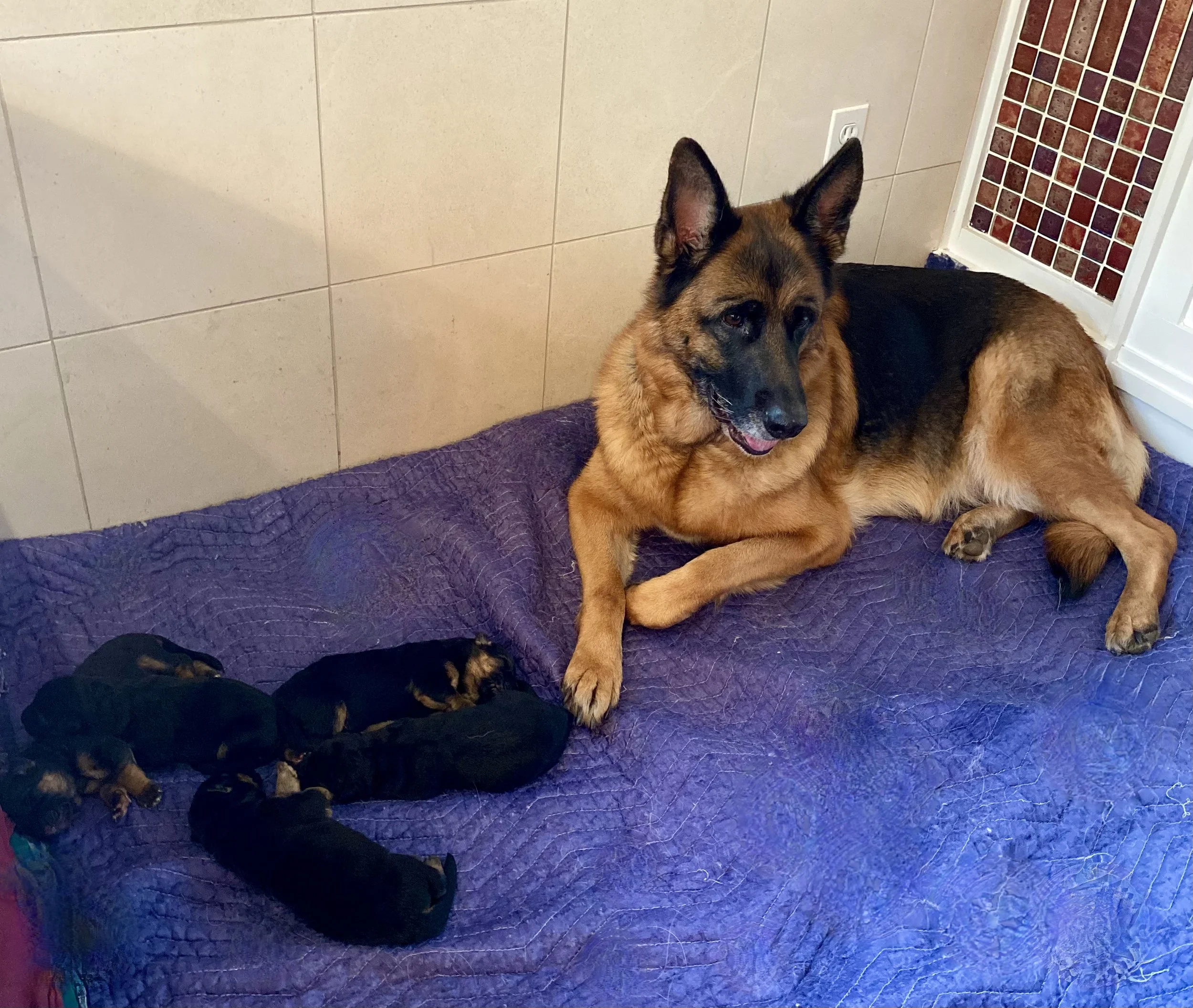 German Shepherd Puppies — Open Door Farm
