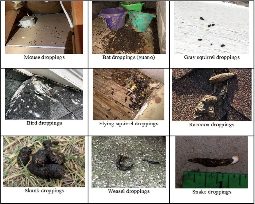 Photos Wildlife Scat Identification Animal Scat Or Droppings Photos Wildlife Scat Identification Animal Scat Or Droppings