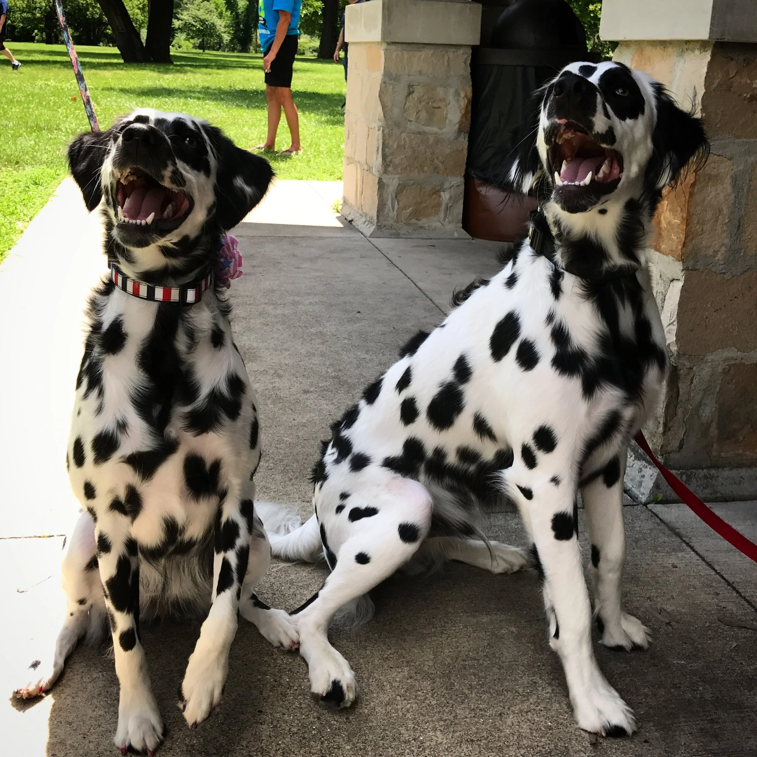 Do Rainbow Dalmatian Exist