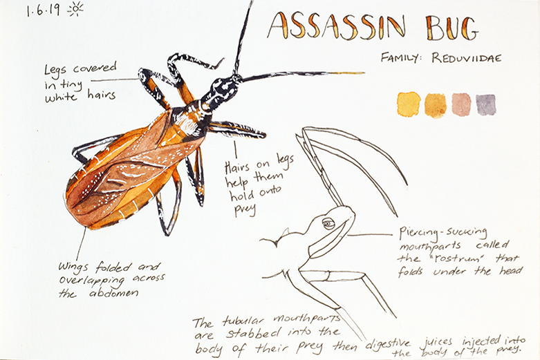 Journal Pages — Journaling with Nature