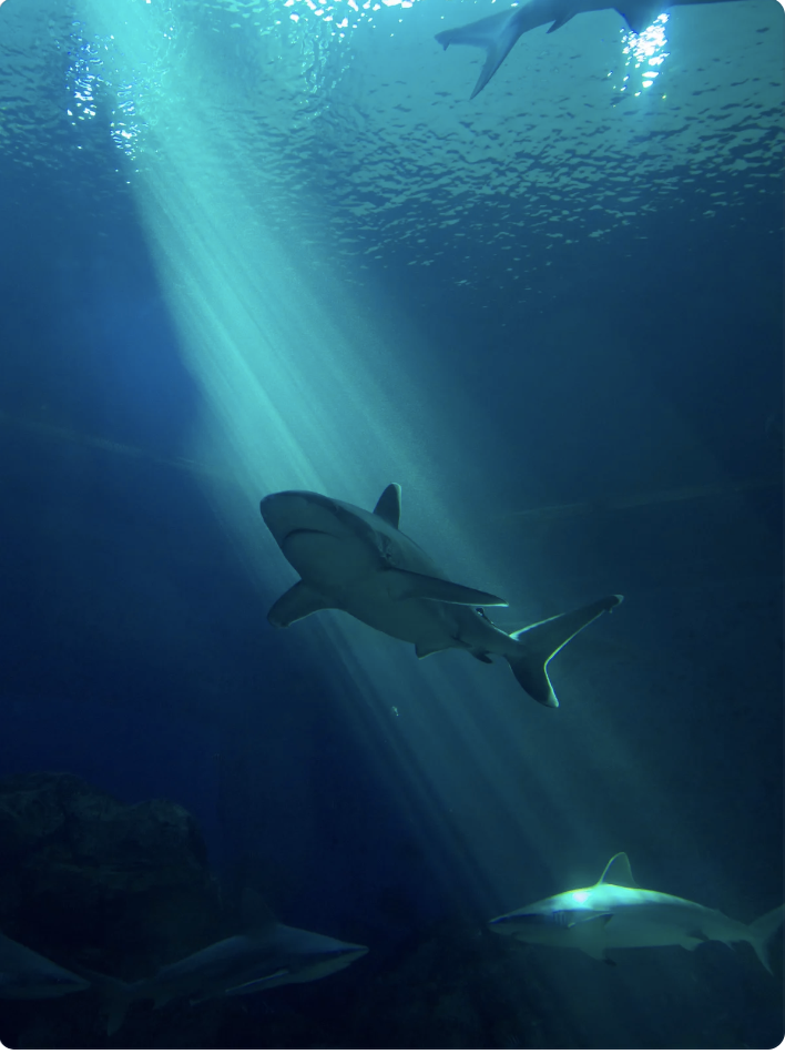 Universal Declaration of Ocean Rights and Ocean for Ecocide Law — Stop ...