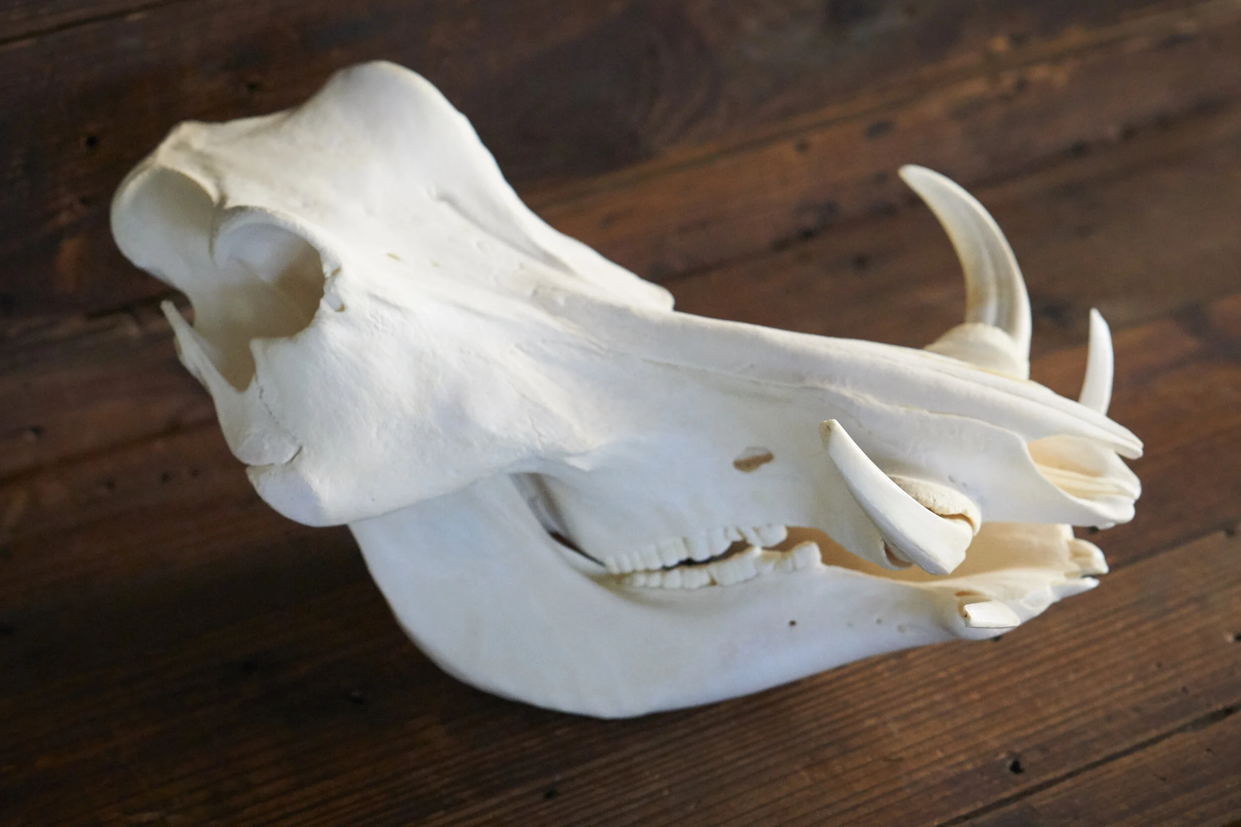Warthog Skull — Sideshow Gallery