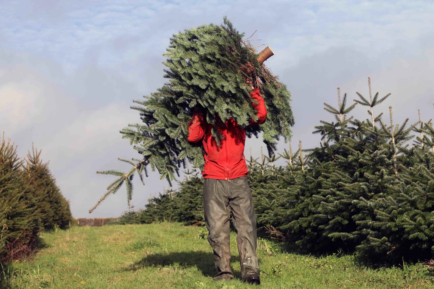 Ashburton Christmas Trees