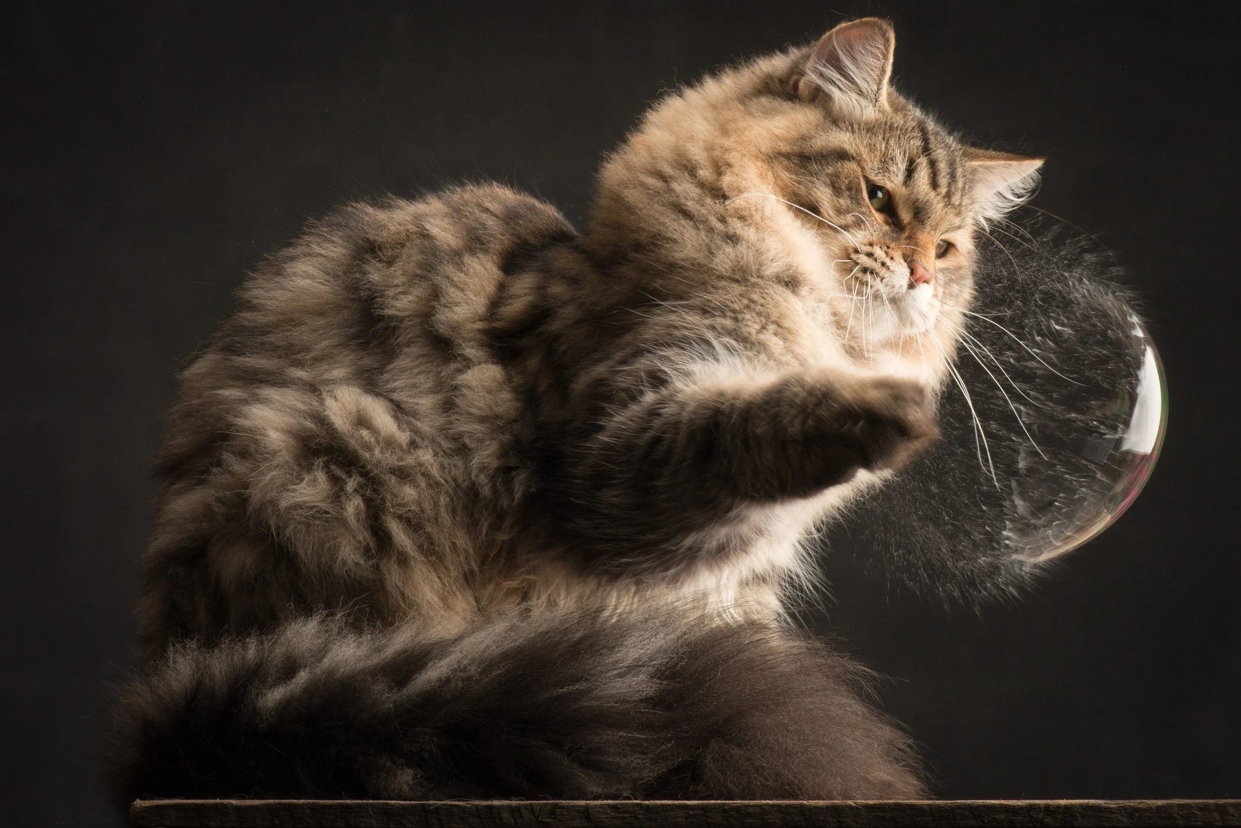 Altai Siberian Cats - New York