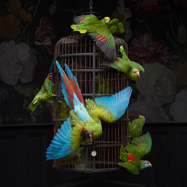 The Elegant Zoo — Leslie Tyler Design & Build