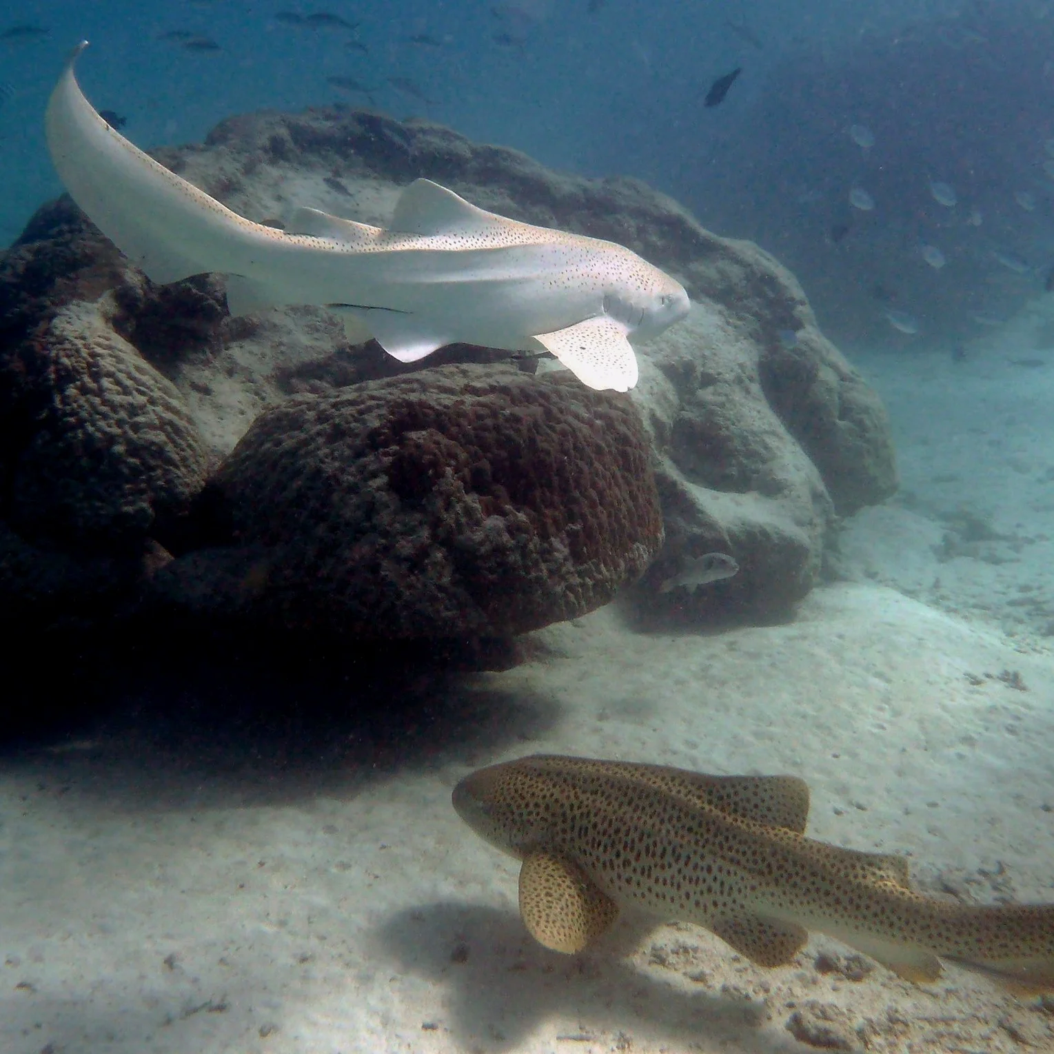 Exmouth Gulf — Oceanwise Australia