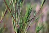 Rooibos (Aspalathus linearis) — People and Plants International