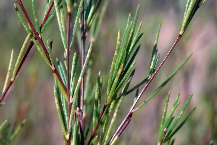 Rooibos (Aspalathus linearis) — People and Plants International