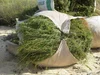 Rooibos (Aspalathus linearis) — People and Plants International