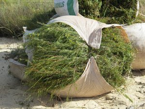Rooibos (Aspalathus linearis) — People and Plants International