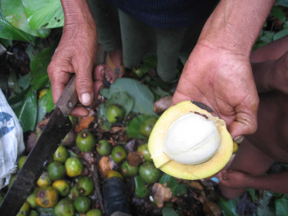 Traditional Foodways — People and Plants International