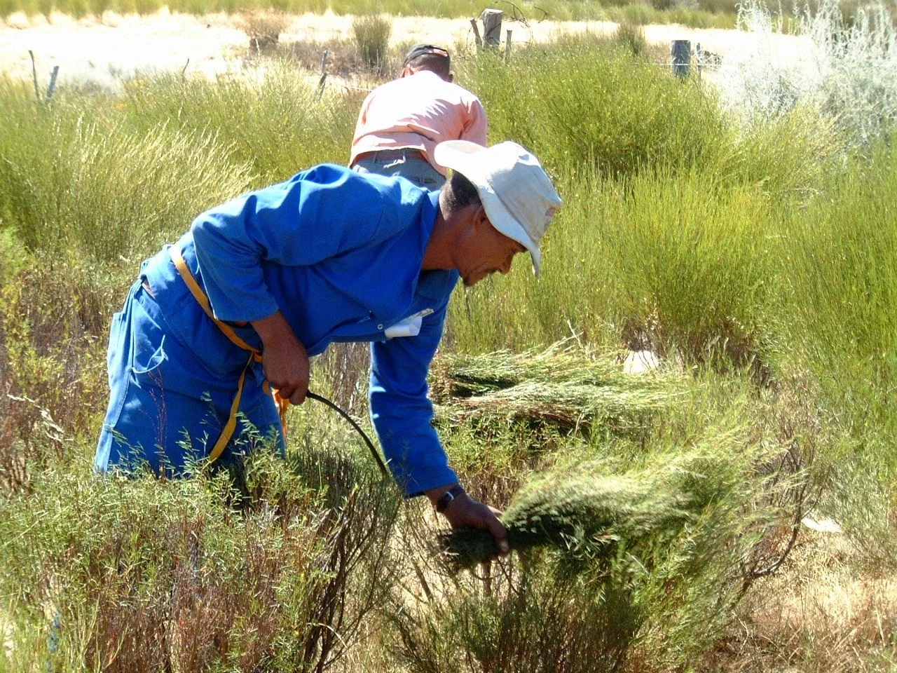 Rooibos (Aspalathus linearis) — People and Plants International