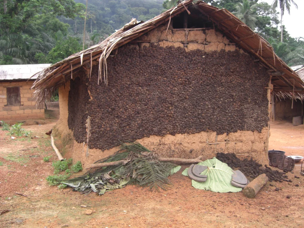 Bush mango (Irvingia spp.) — People and Plants International