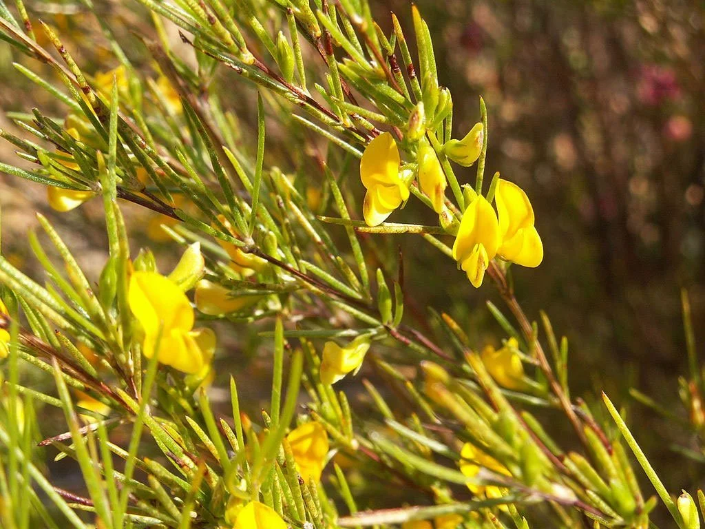 Rooibos (Aspalathus linearis) — People and Plants International