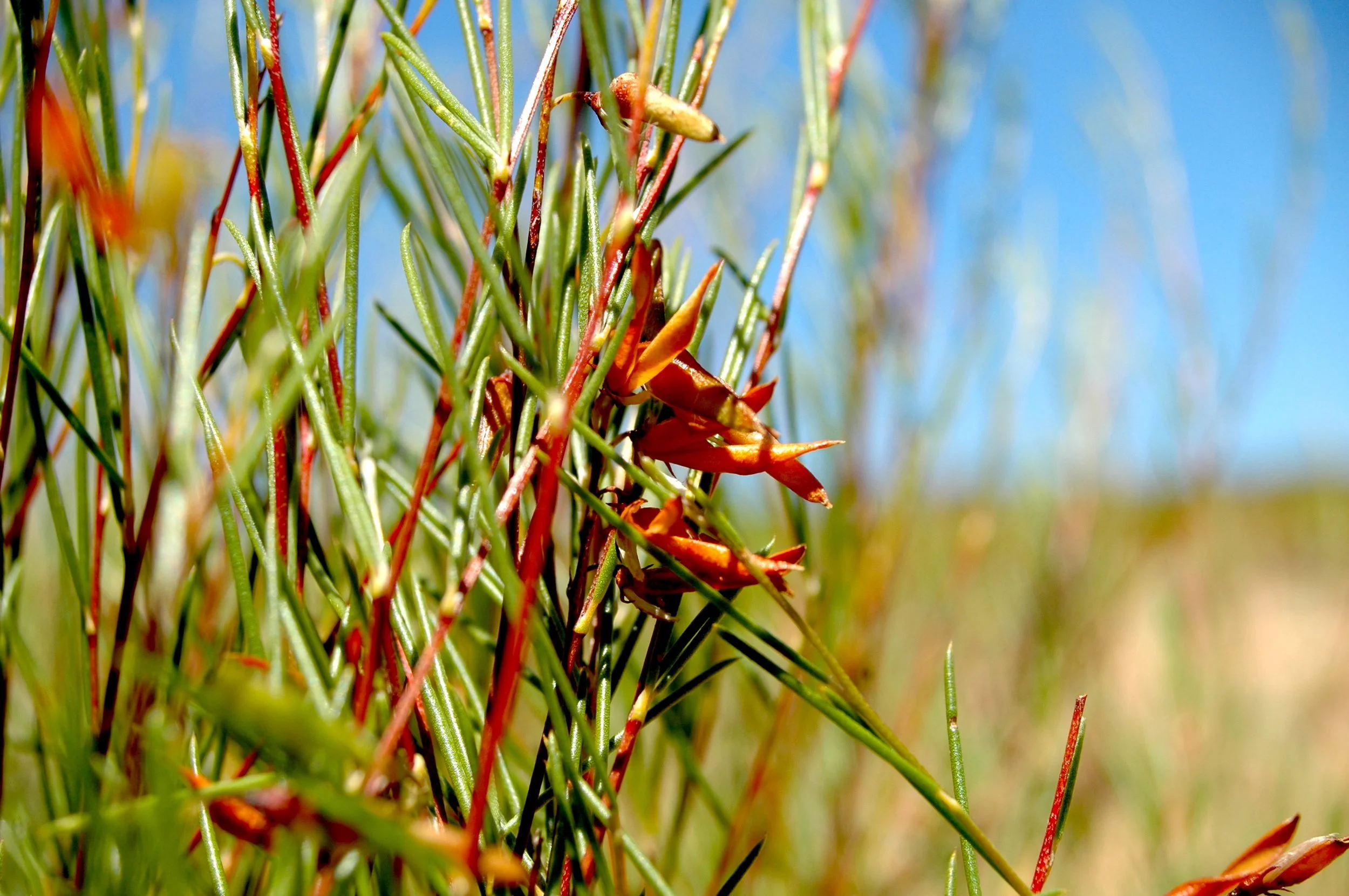 Rooibos (Aspalathus linearis) — People and Plants International