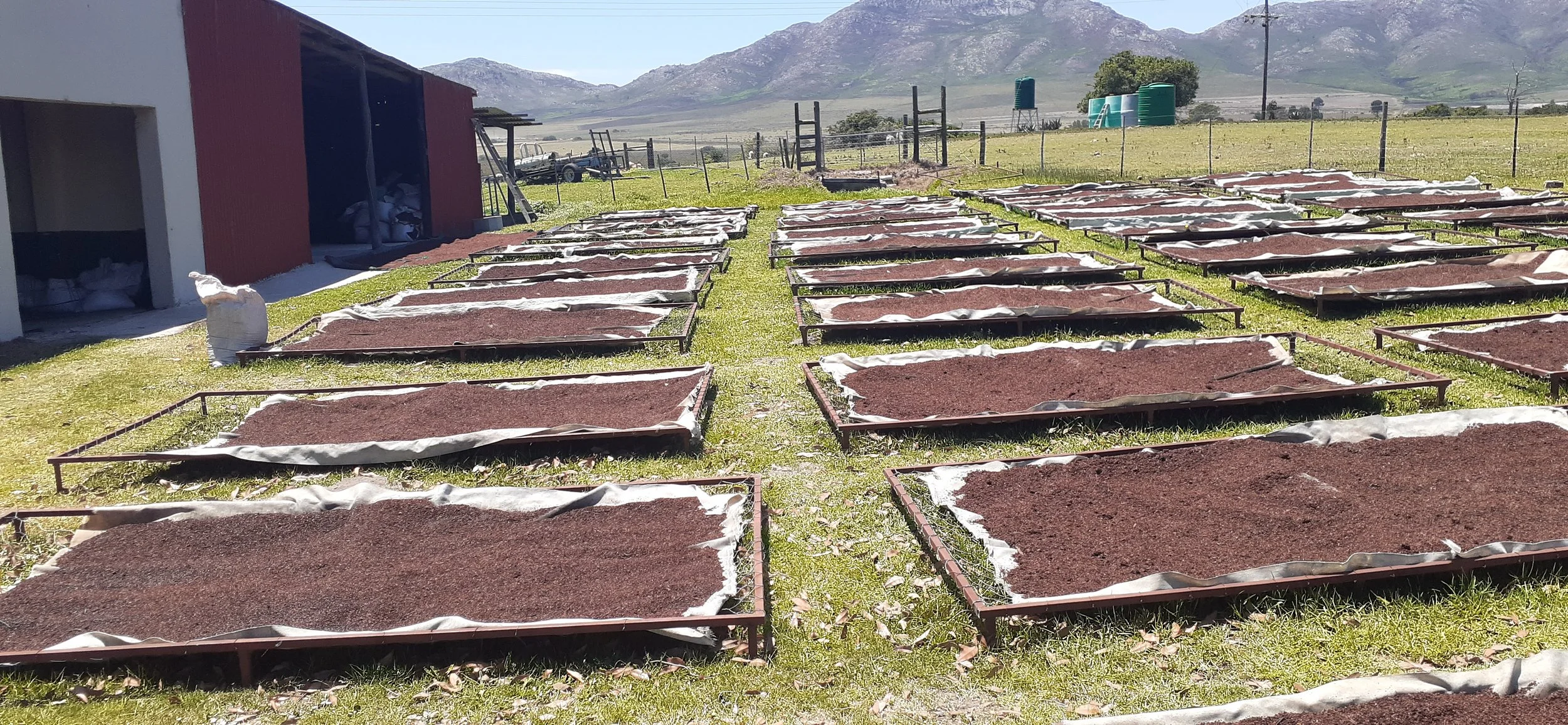 Honeybush (Cyclopia spp.) — People and Plants International