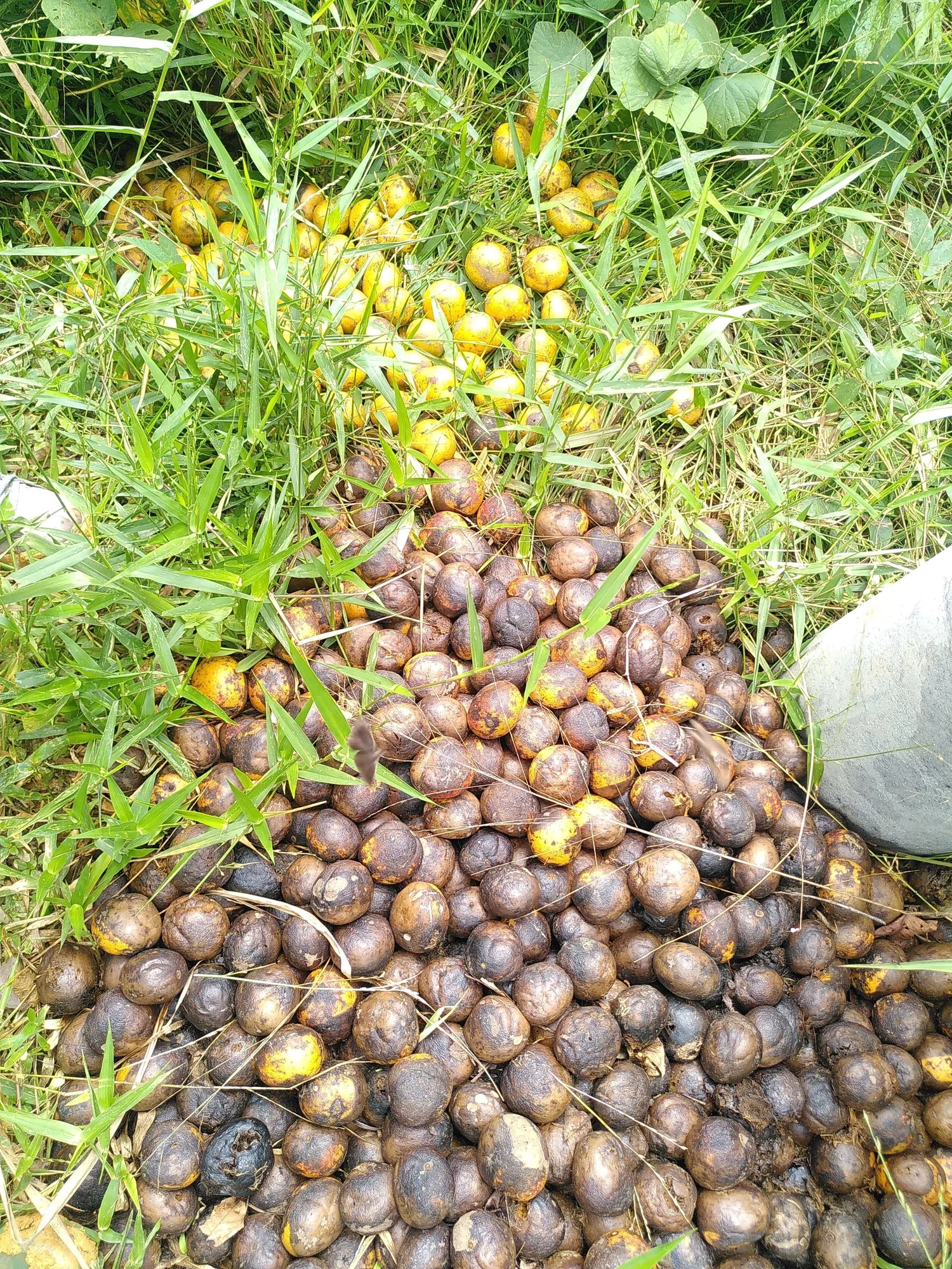 Bush mango (Irvingia spp.) — People and Plants International
