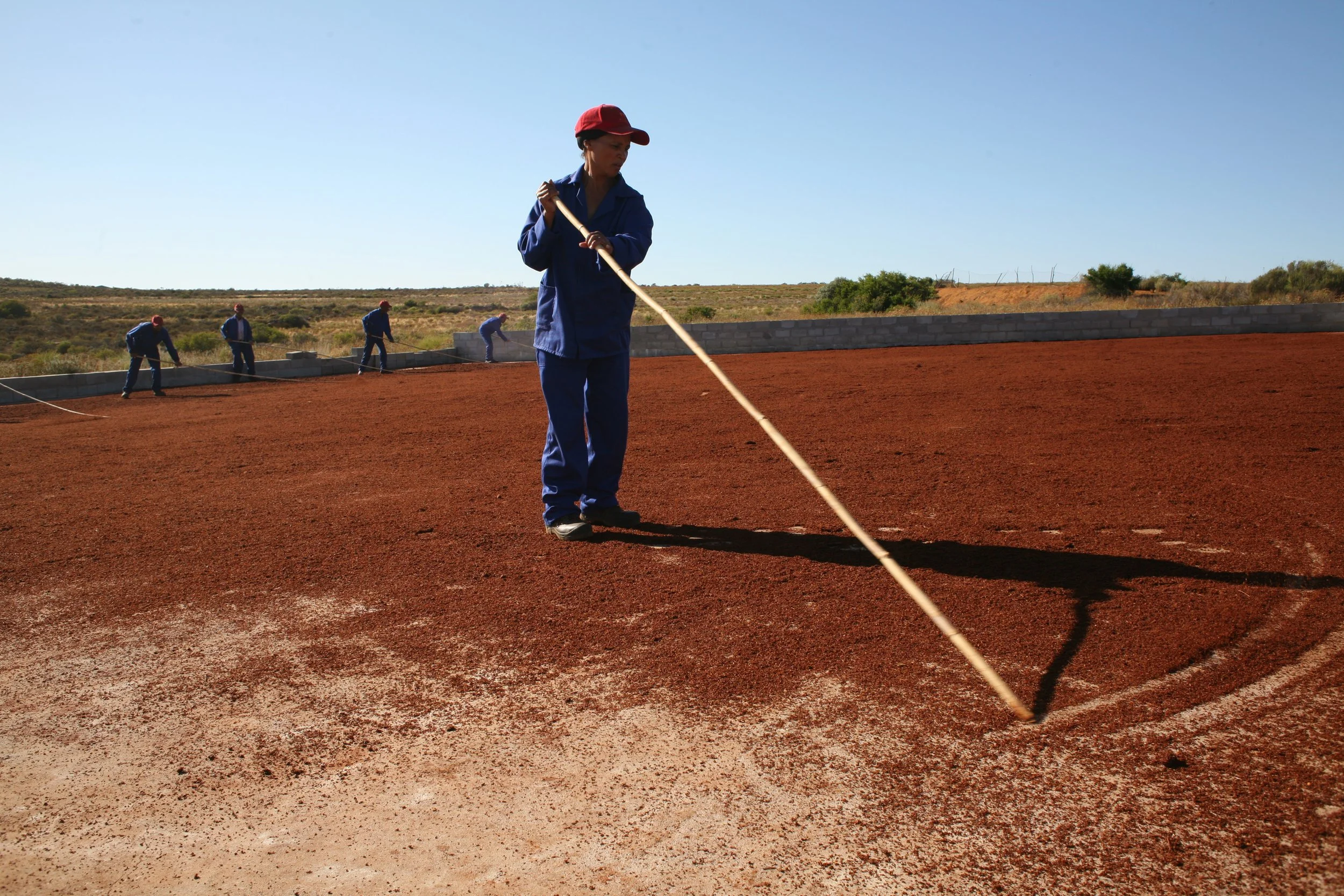 Rooibos (Aspalathus linearis) — People and Plants International