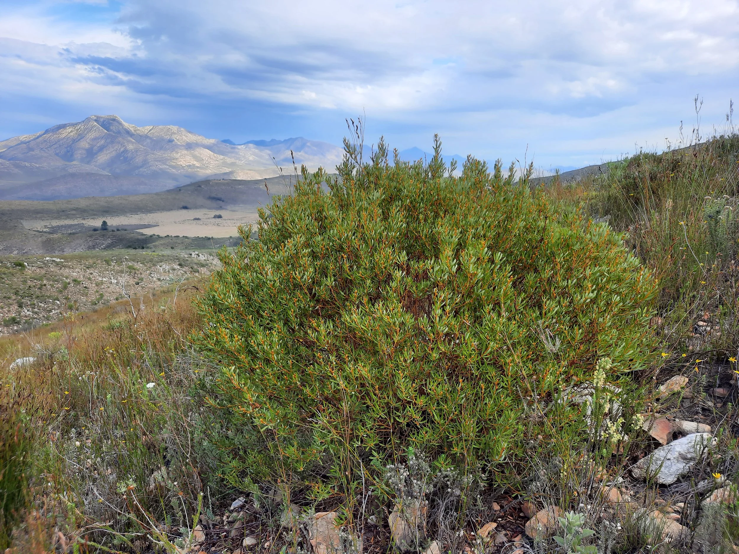 Honeybush (Cyclopia spp.) — People and Plants International