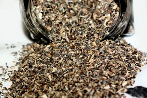 Kelp (Ecklonia Maxima, Laminaria Pallida) — People and Plants International