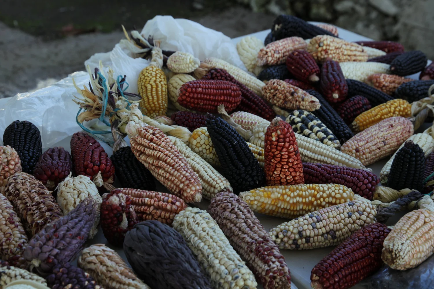 Milpa — People and Plants International