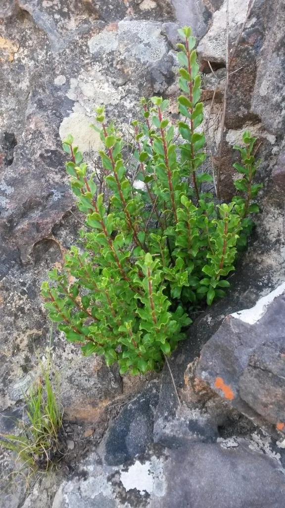 Buchu (Agathosma spp) — People and Plants International