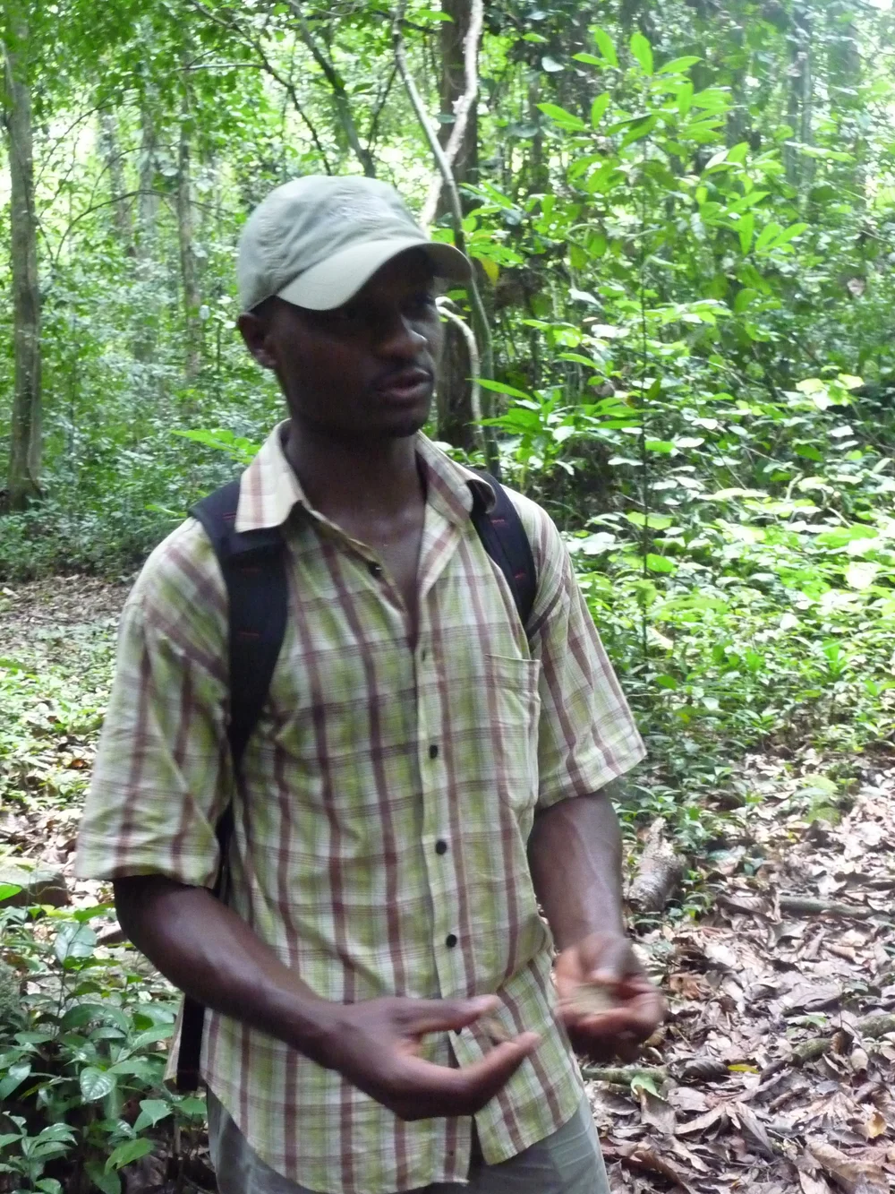 Bush mango (Irvingia spp.) — People and Plants International